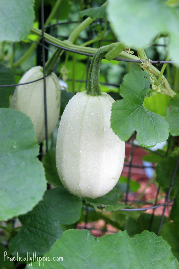 Good, bad & ugly of our organic garden